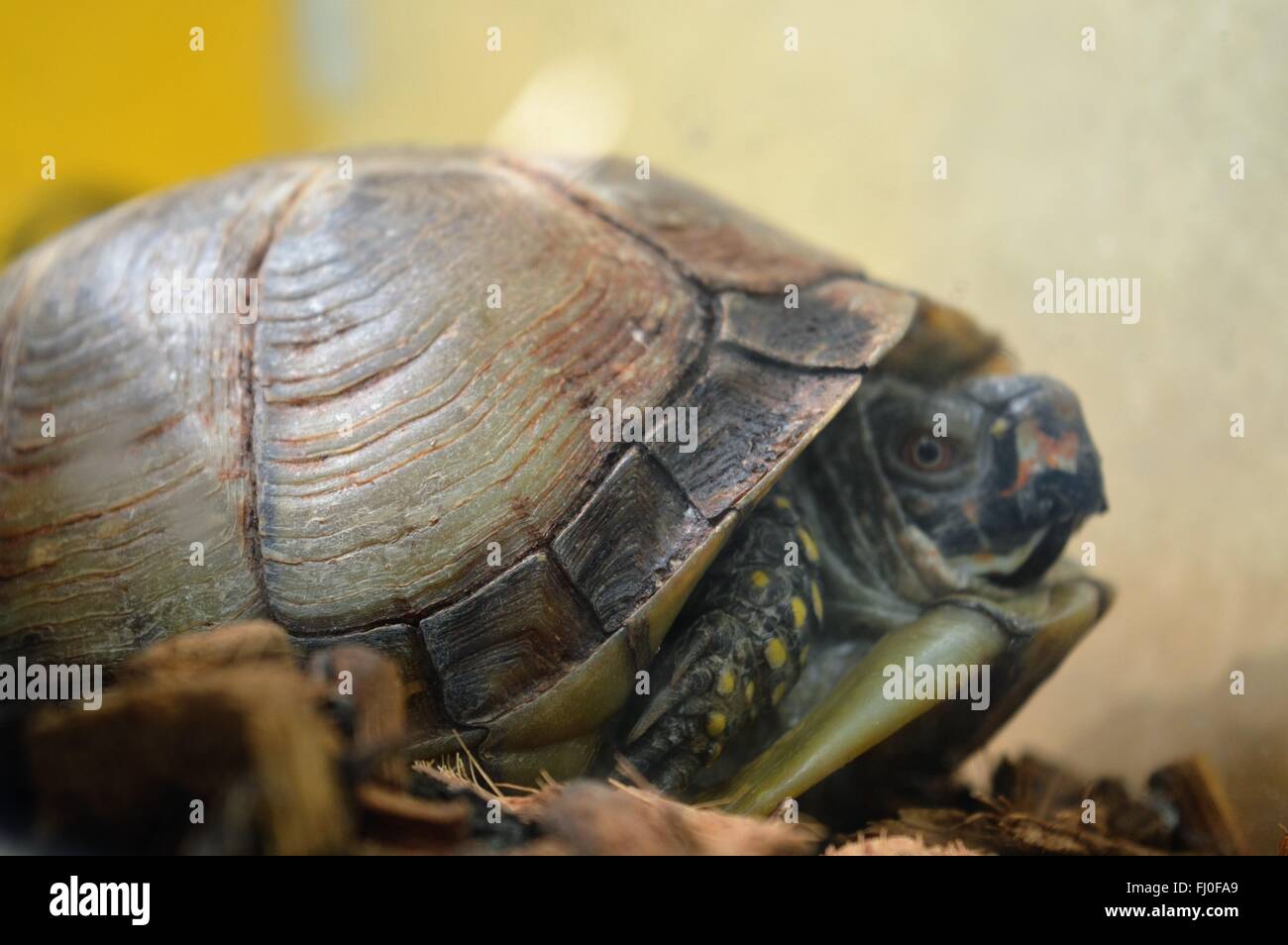 Box turtle aquarium hi-res stock photography and images - Alamy
