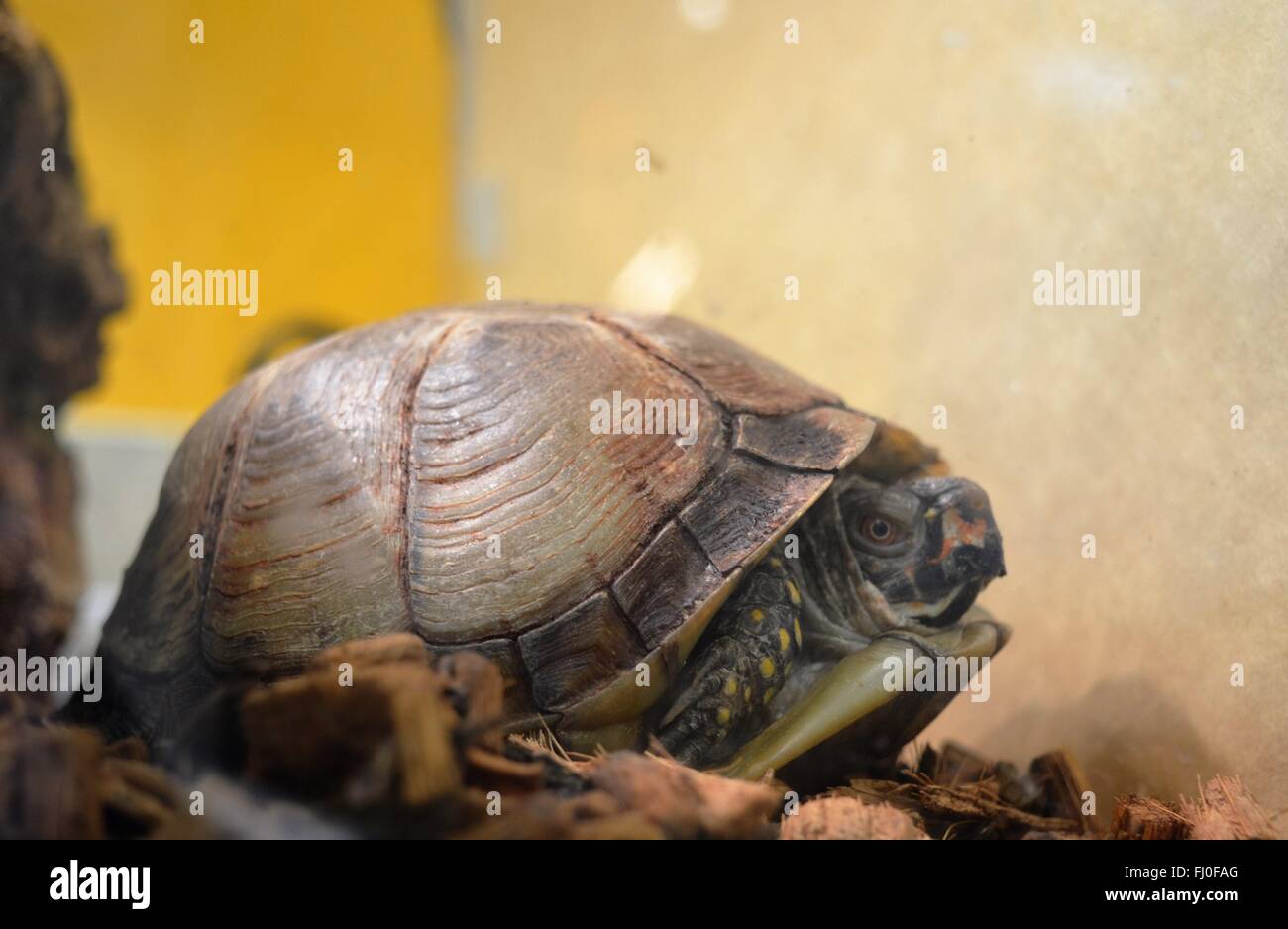 Box turtle aquarium hi-res stock photography and images - Alamy
