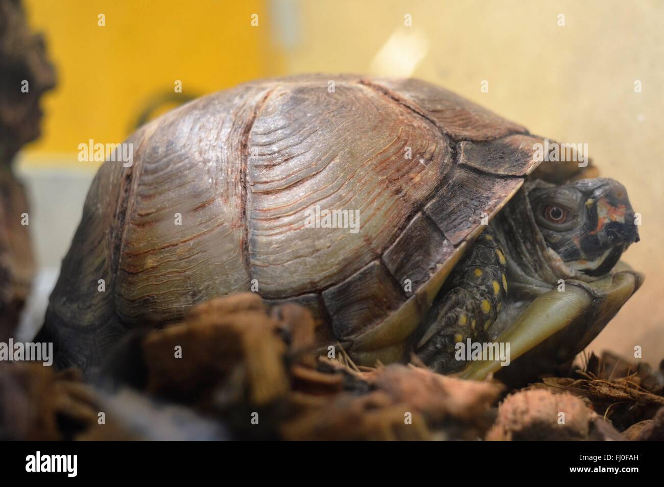 Box turtle aquarium hi-res stock photography and images - Alamy
