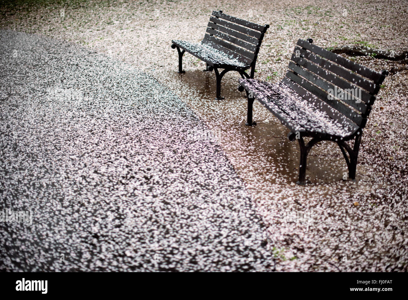 WASHINGTON DC — Fallen cherry blossom petals cover the ground and park ...