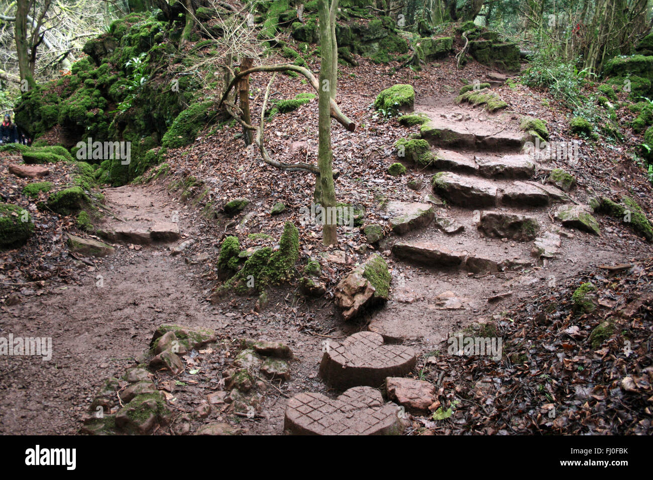 Stone steps in Puzzlewood Forest, Forest of Dean, England Stock Photo ...