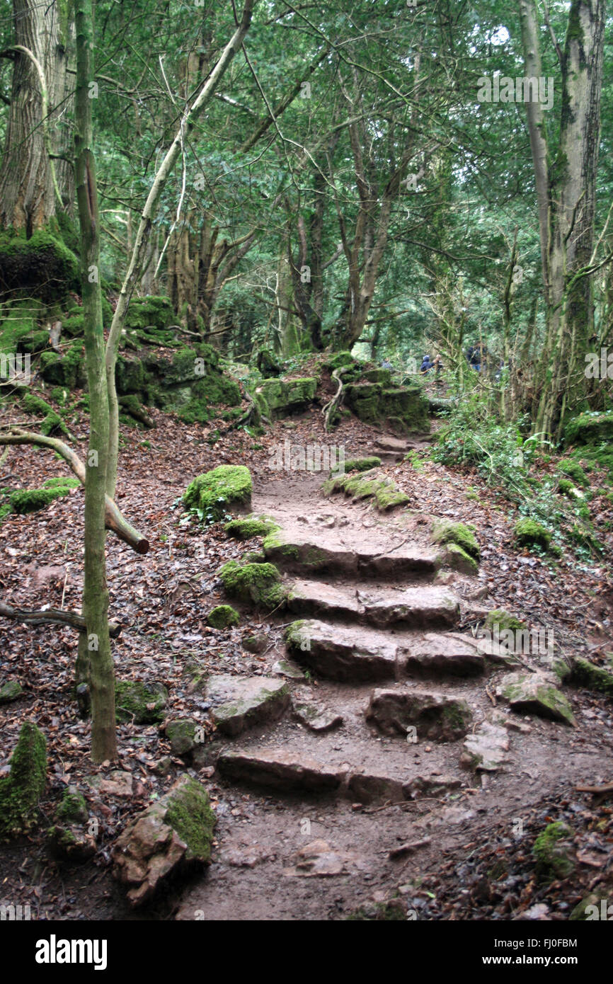 Stone steps in Puzzlewood Forest, Forest of Dean, England Stock Photo ...