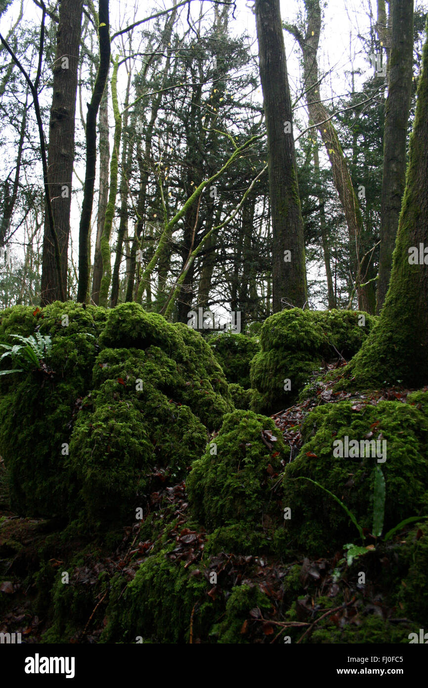 Puzzlewood Forest, Forest of Dean, England Stock Photo - Alamy