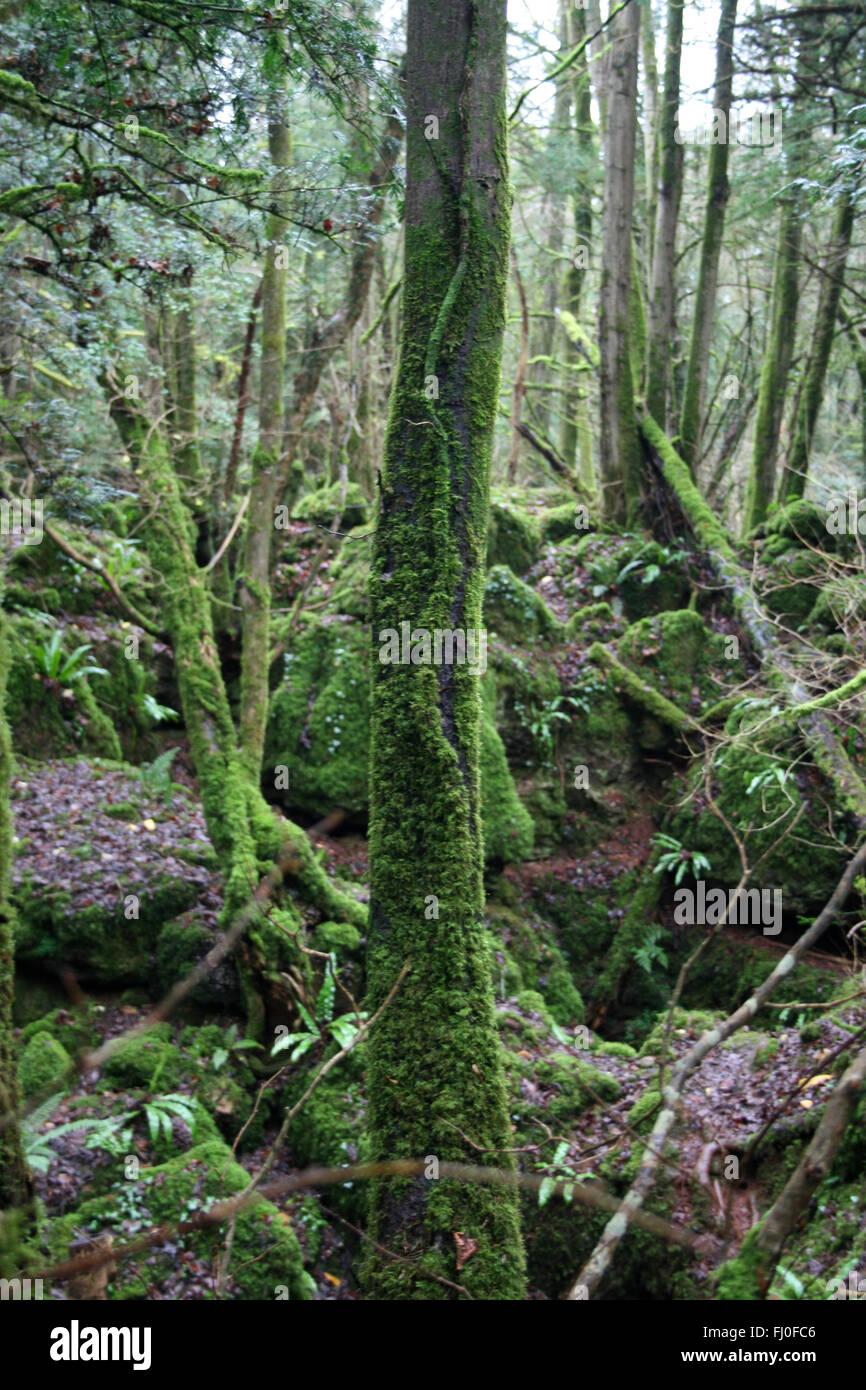 Forest of dean geology hi-res stock photography and images - Alamy