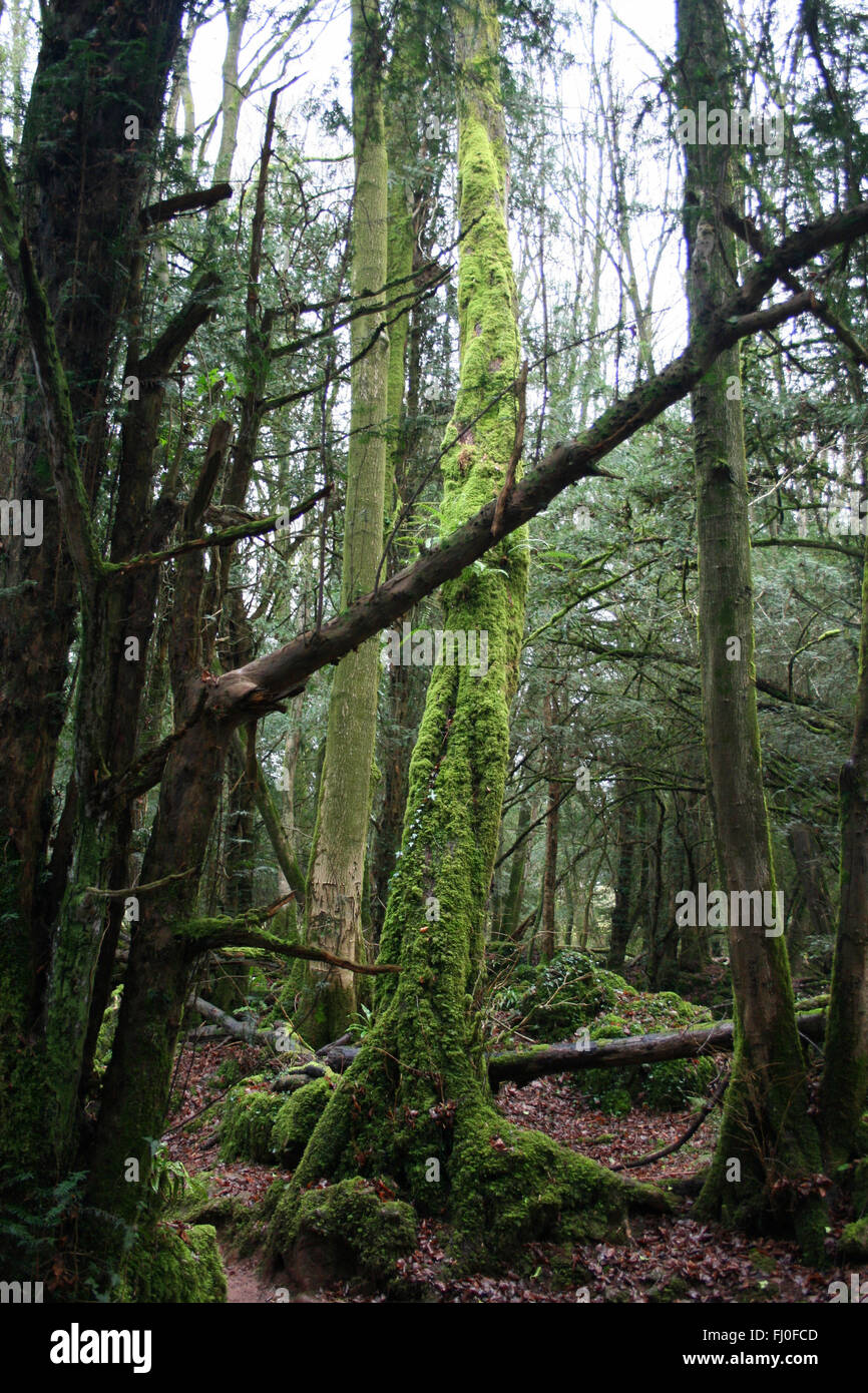 Puzzlewood Forest, Forest of Dean, England Stock Photo - Alamy