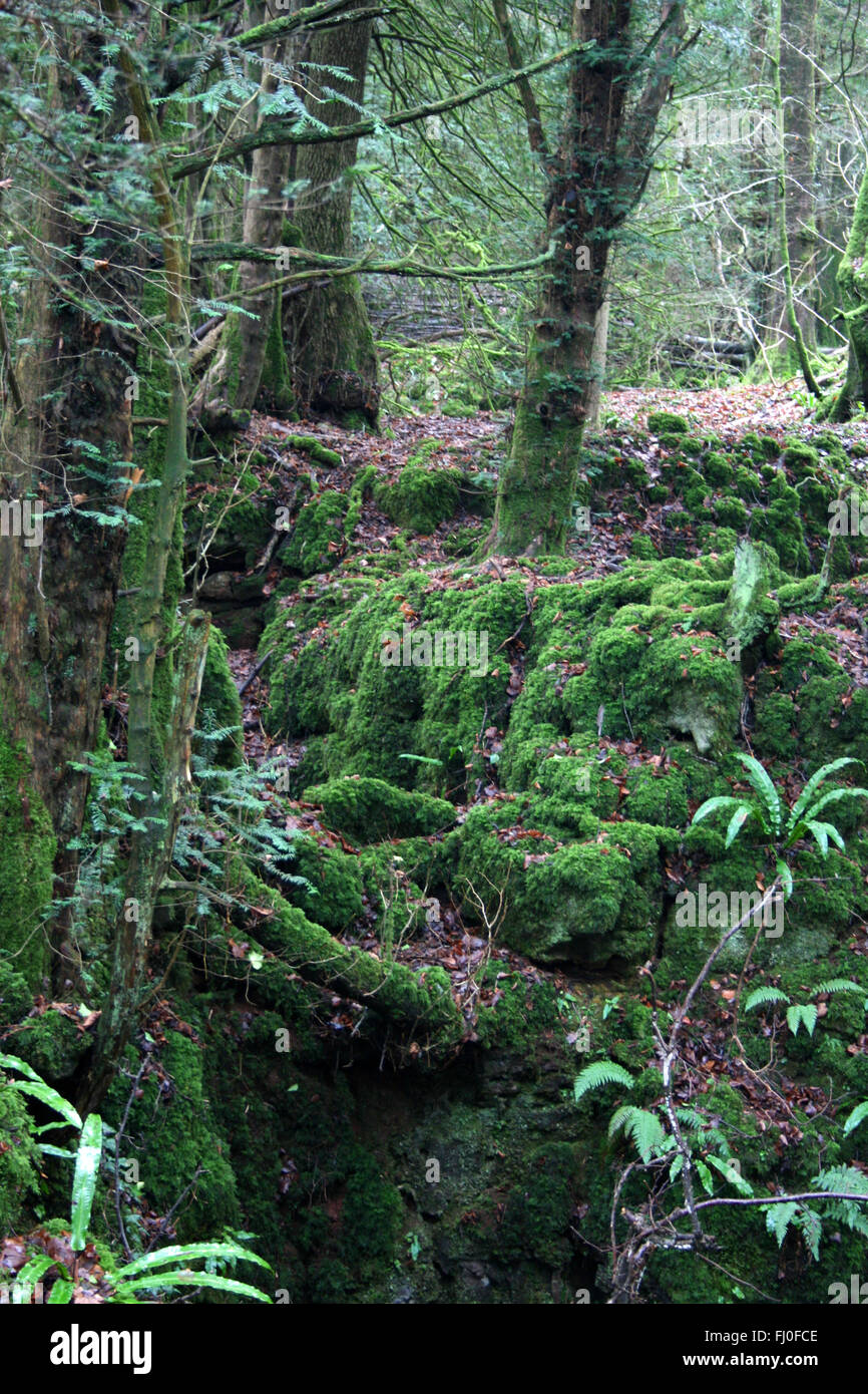 Coleford Forest Of Dean Stock Photos & Coleford Forest Of Dean Stock ...