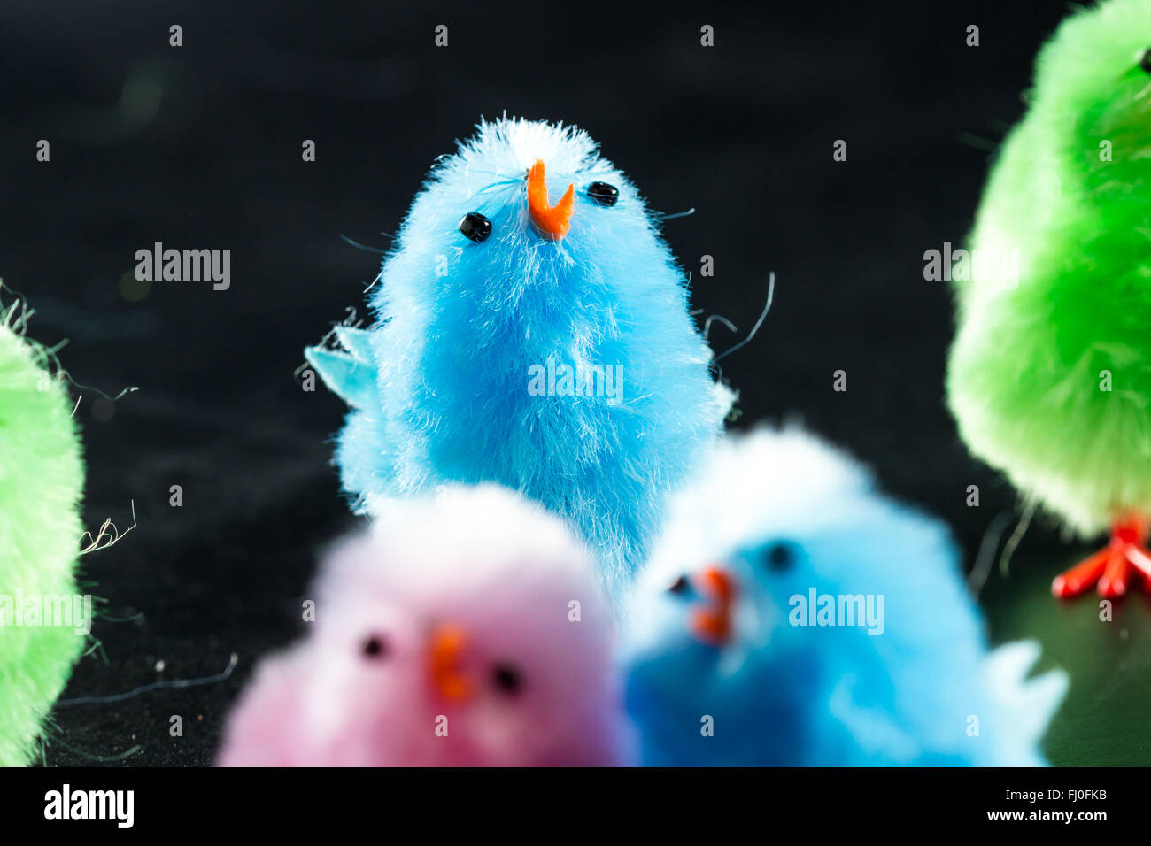 close up of a group of fuzzy chicks in pastel colors for a spring ...