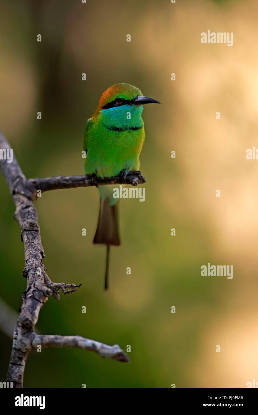 Little Green Bee-eater, adult on branch, Bundala Nationalpark, Sri ...