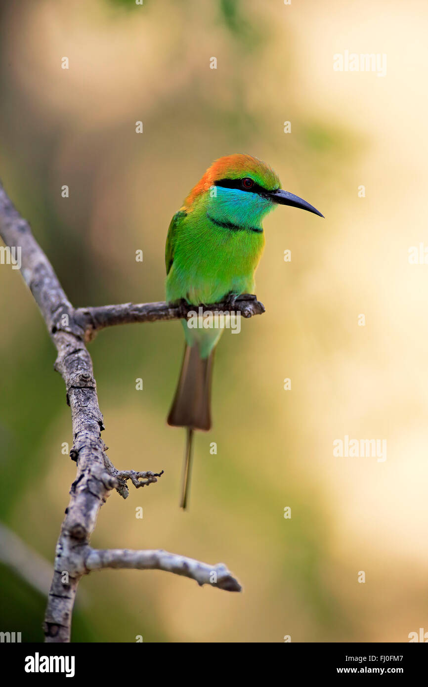 Little Green Bee-eater, adult on branch, Bundala Nationalpark, Sri ...