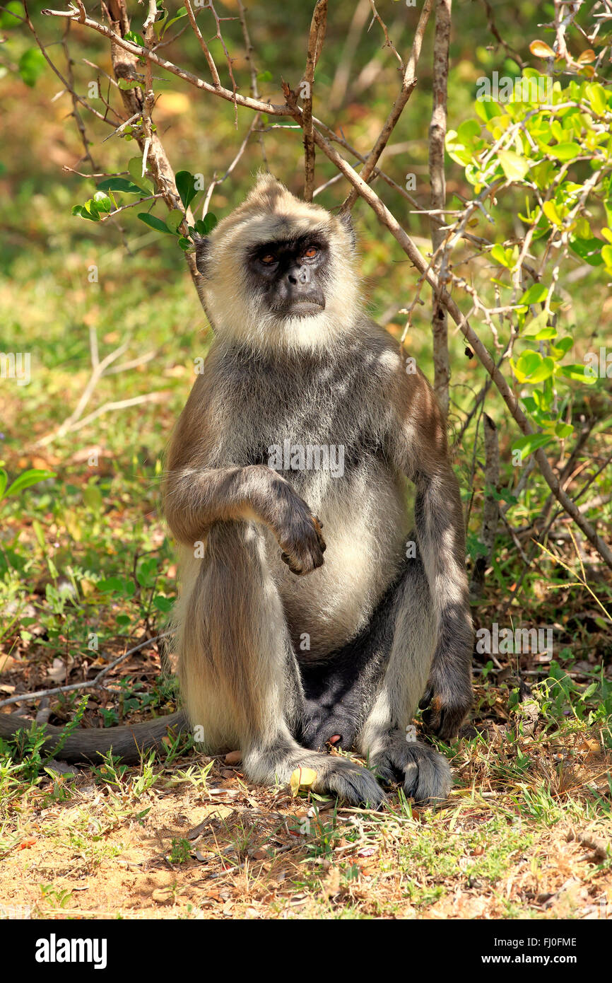 Semnopithecus entellus priam hi-res stock photography and images - Alamy