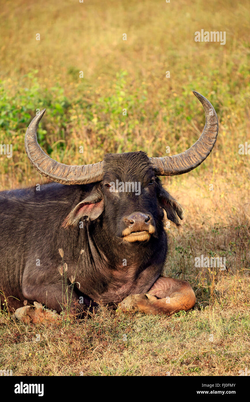 Wild Water Buffalo, adult male resting portrait, Yala Nationalpark, Sri ...