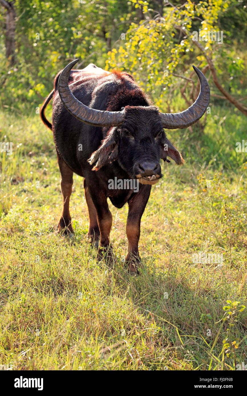 Water buffalo male vertical hi-res stock photography and images - Alamy
