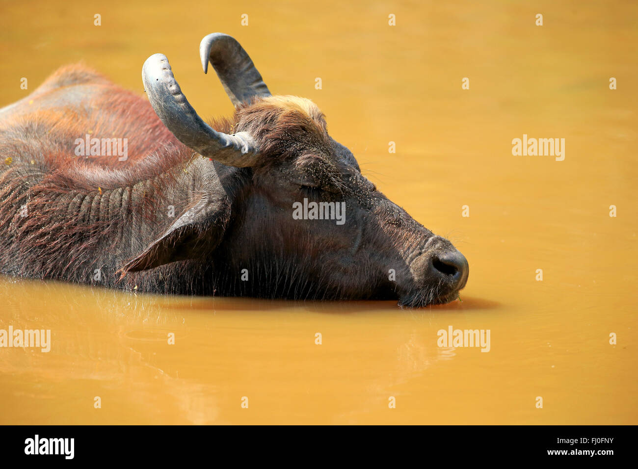 Resting water buffalo hi-res stock photography and images - Alamy