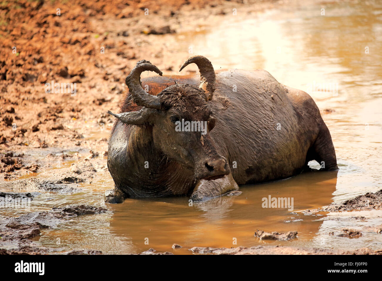 Water Buffalo, adult in water bathing, Bundala Nationalpark, Sri Lanka ...