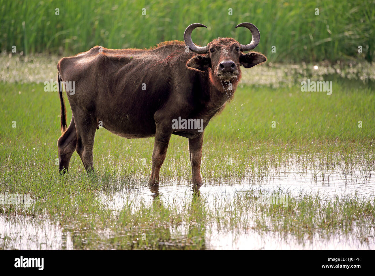 Female Water Buffalo