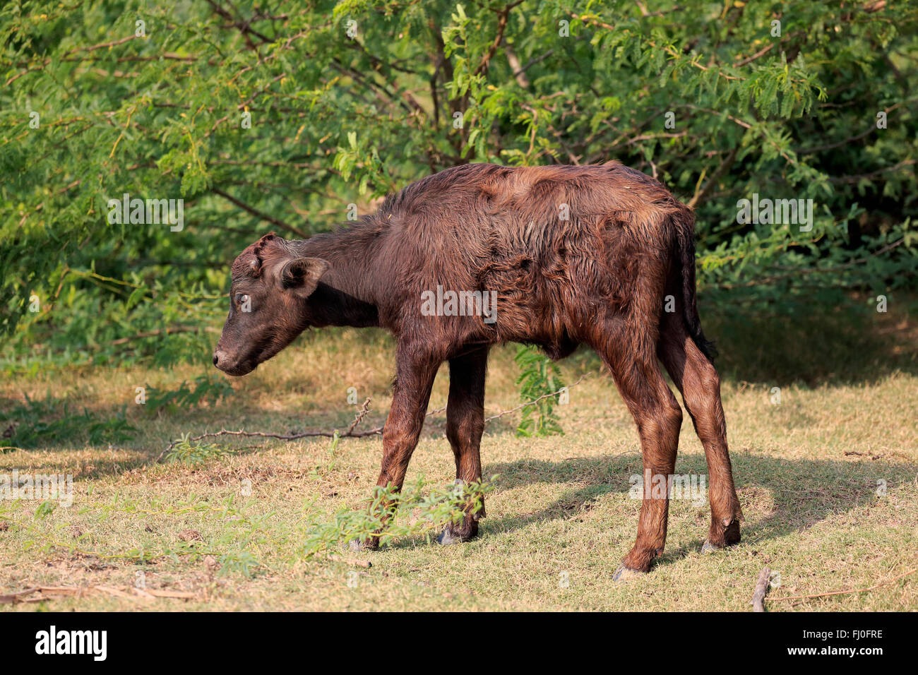 Water Buffalo, young, calf, Bundala Nationalpark, Sri Lanka, Asia ...