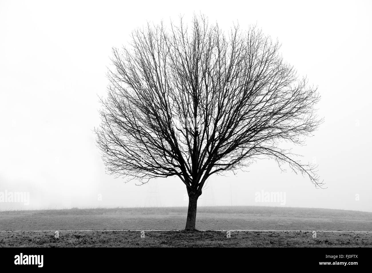 Empty Tree Branches High Resolution Stock Photography and Images - Alamy