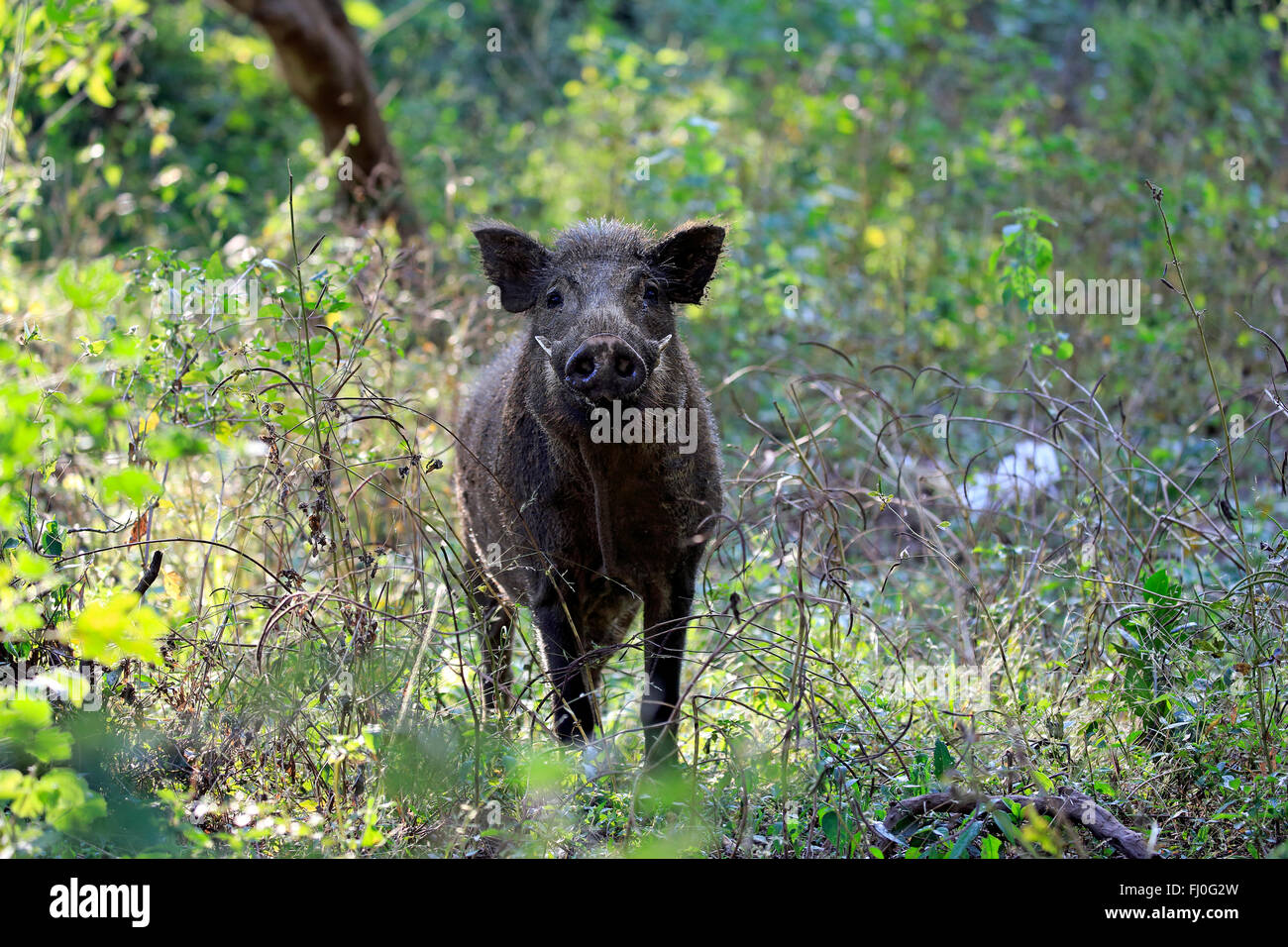 Eurasian Wild Boar, (Sus affinis), adult alert, Sri Lankan Wild Boar ...