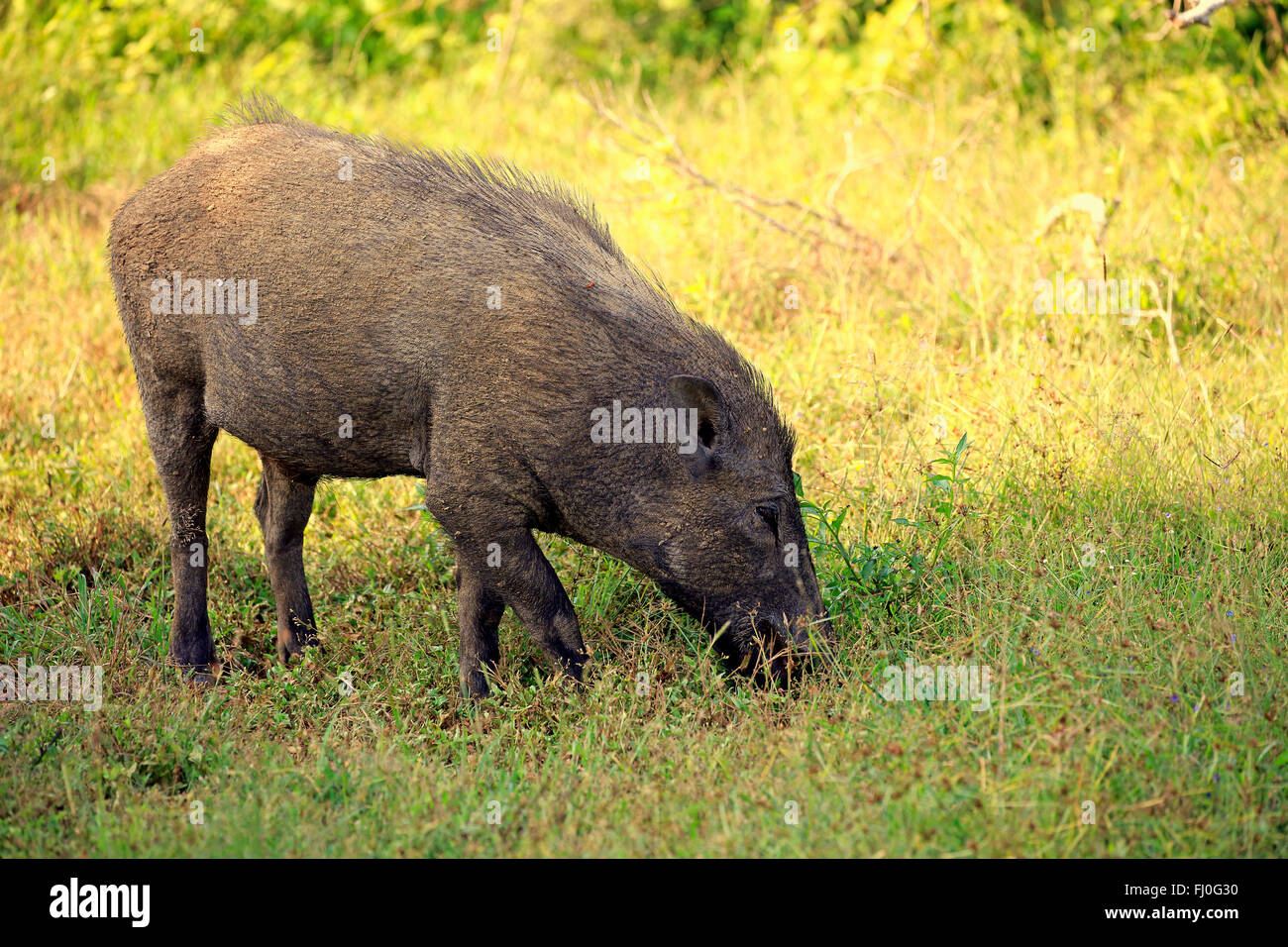 Eurasian Wild Boar, (Sus affinis), adult feeding, Sri Lankan Wild Boar ...