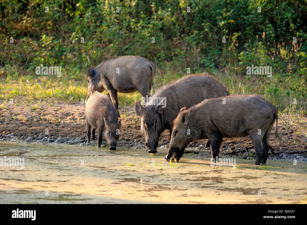 Yala national park sri lanka wild boar hi-res stock photography and ...
