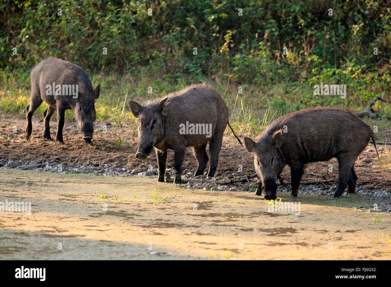 Eurasian Wild Boar, (Sus affinis), group at water drinking, Sri Lankan ...