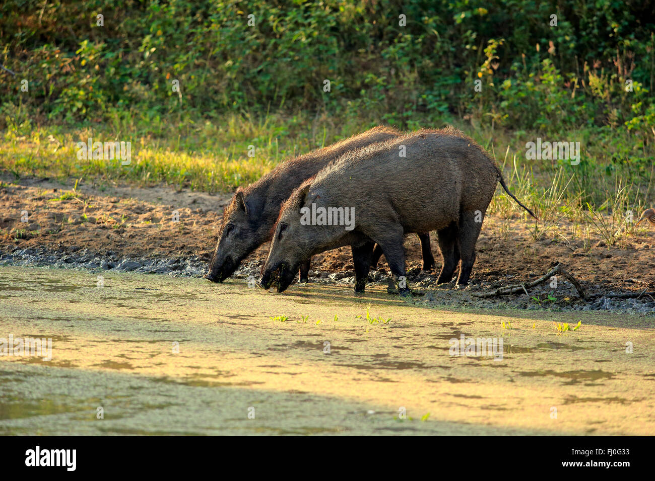 Eurasian Wild Boar, (Sus affinis), couple at water drinking, Sri Lankan ...