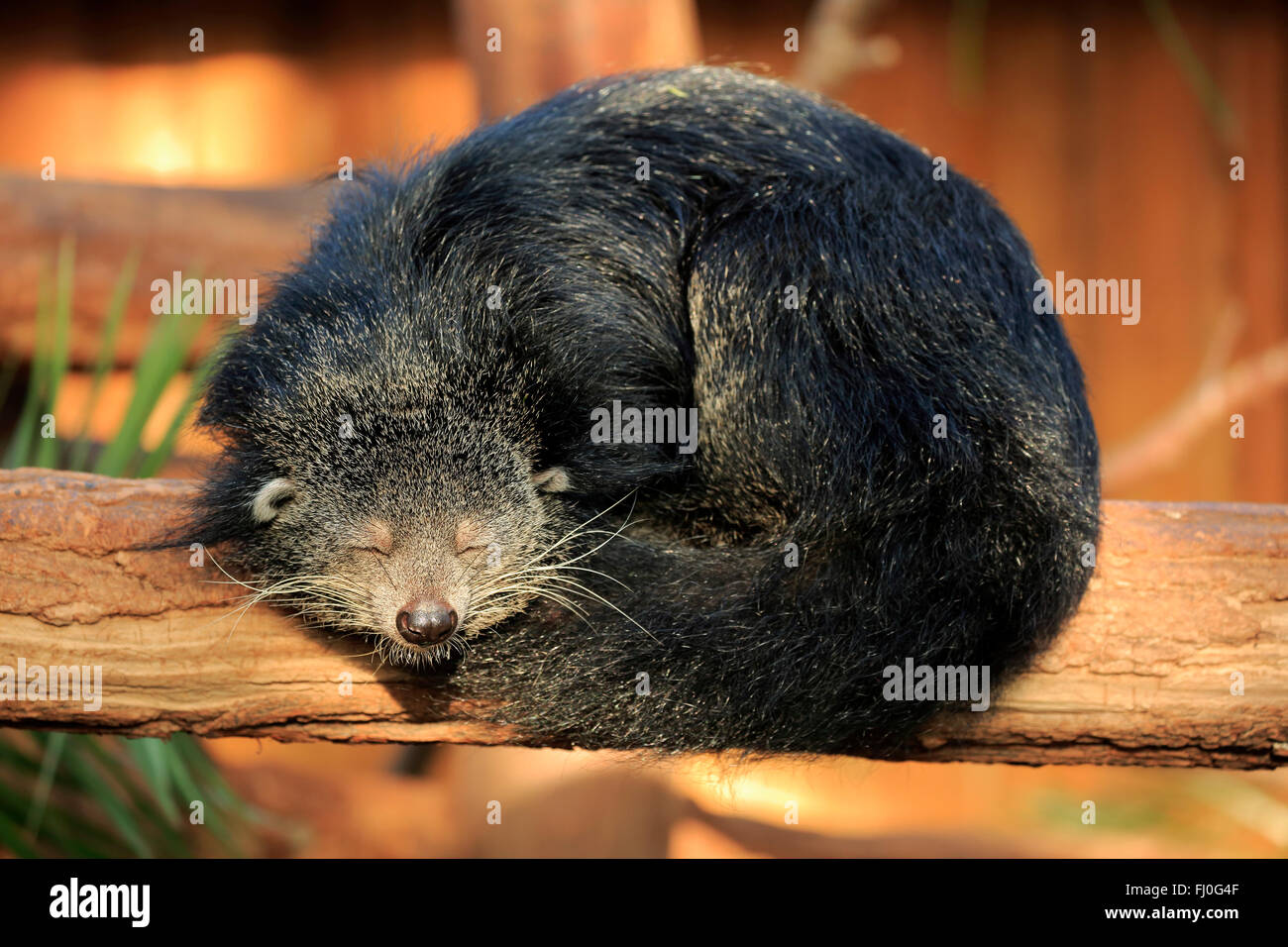 Binturong, Asia / (Arctictis binturong Stock Photo - Alamy