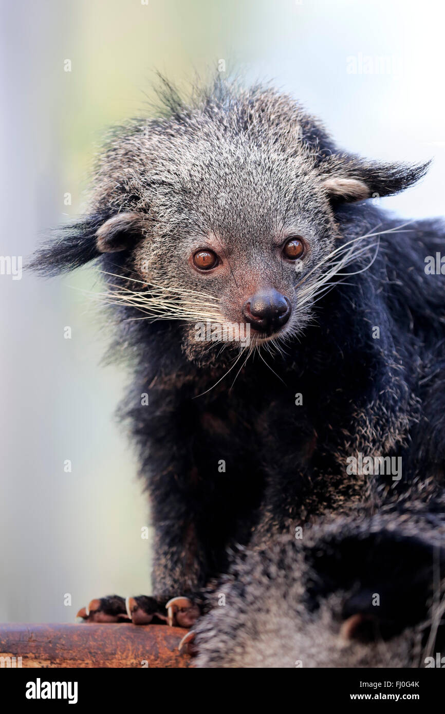 Image binturong hi-res stock photography and images - Alamy
