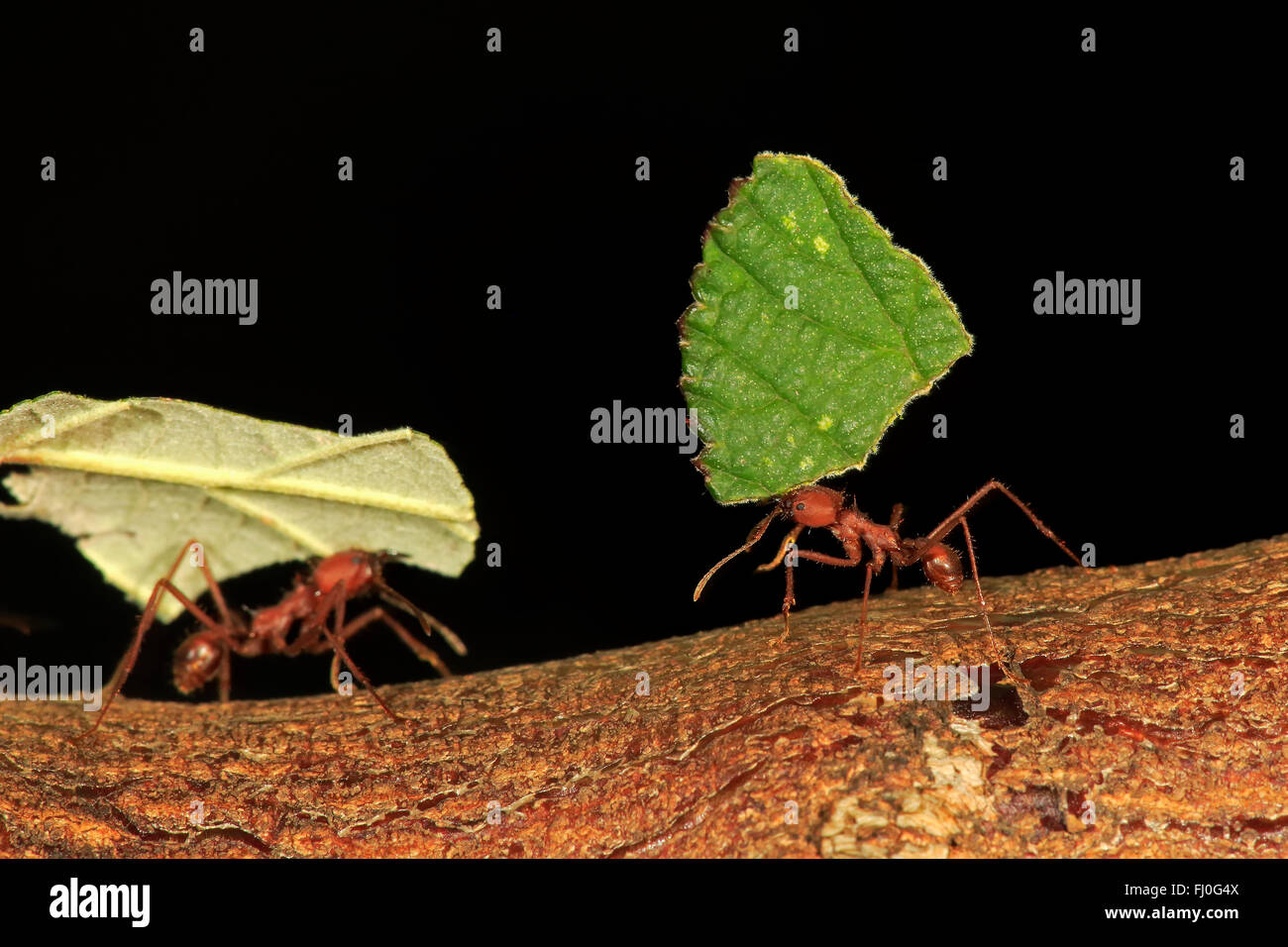 Leafcutter ant, carries leaf, South America, Central America / (Atta ...