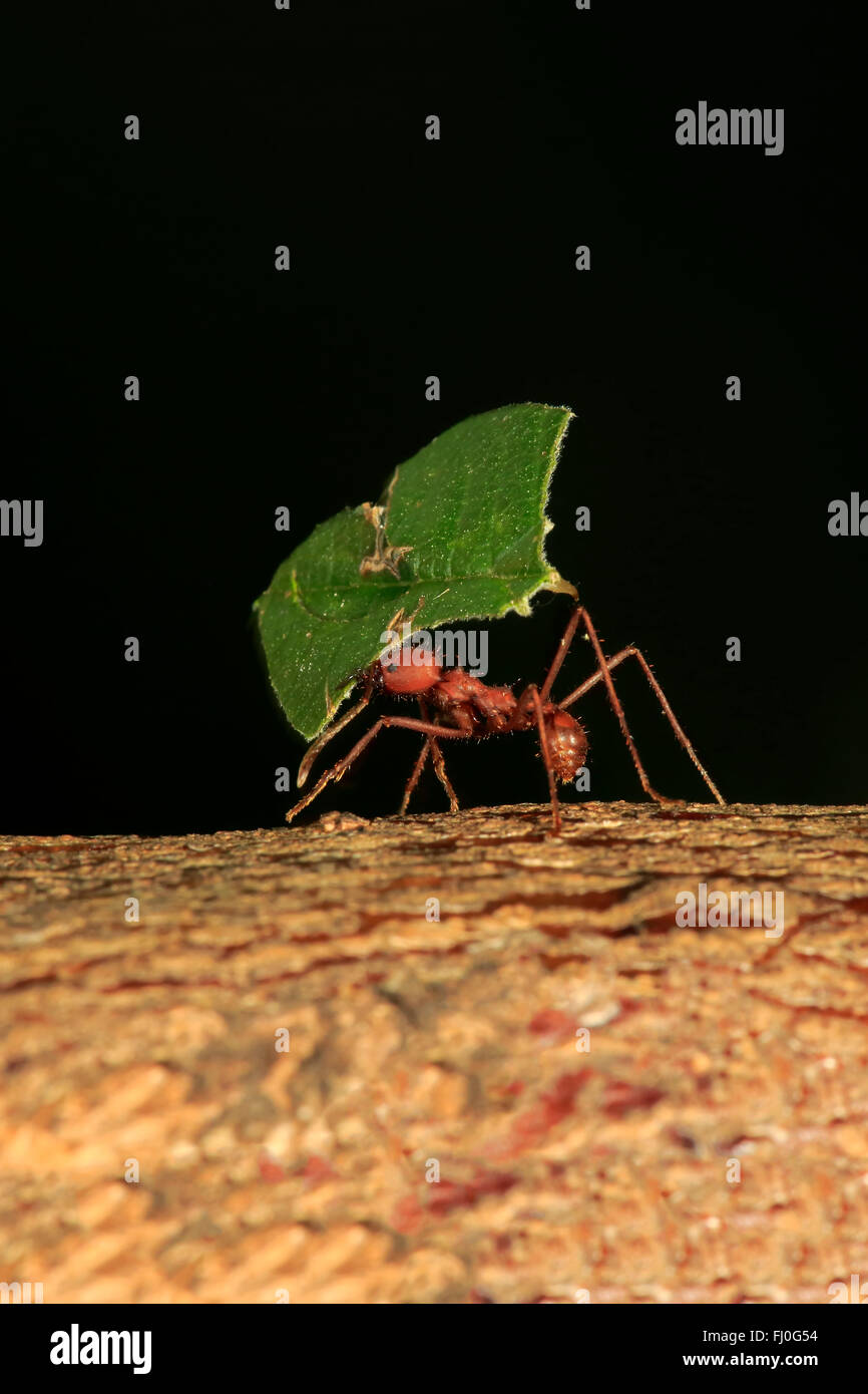 Leafcutter ant workers hi-res stock photography and images - Alamy