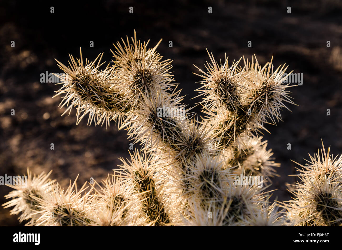 Cactus needles backlit by sunset in a California desert Stock Photo - Alamy