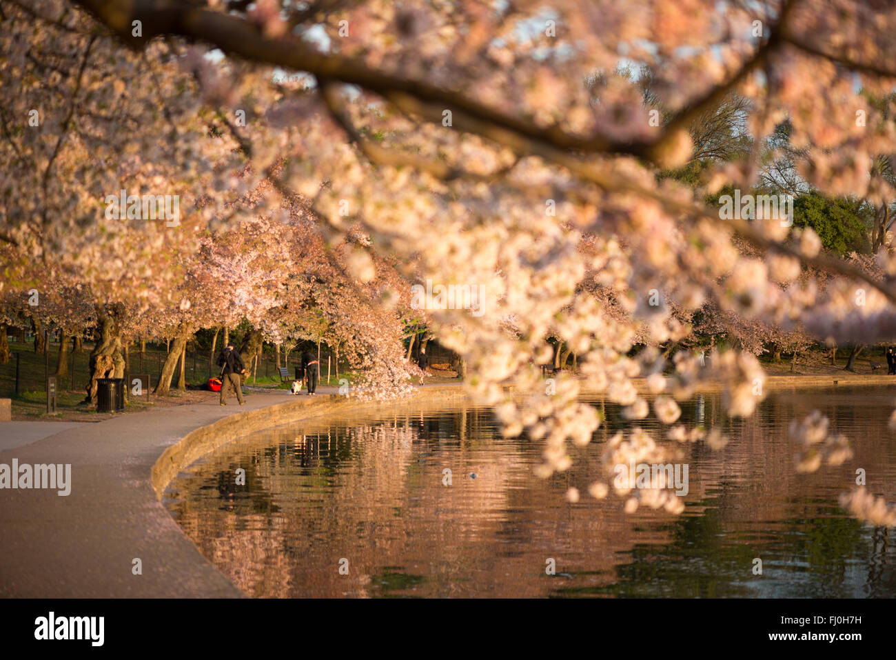 WASHINGTON DC — Cherry blossoms line the walkway along the Tidal Basin ...