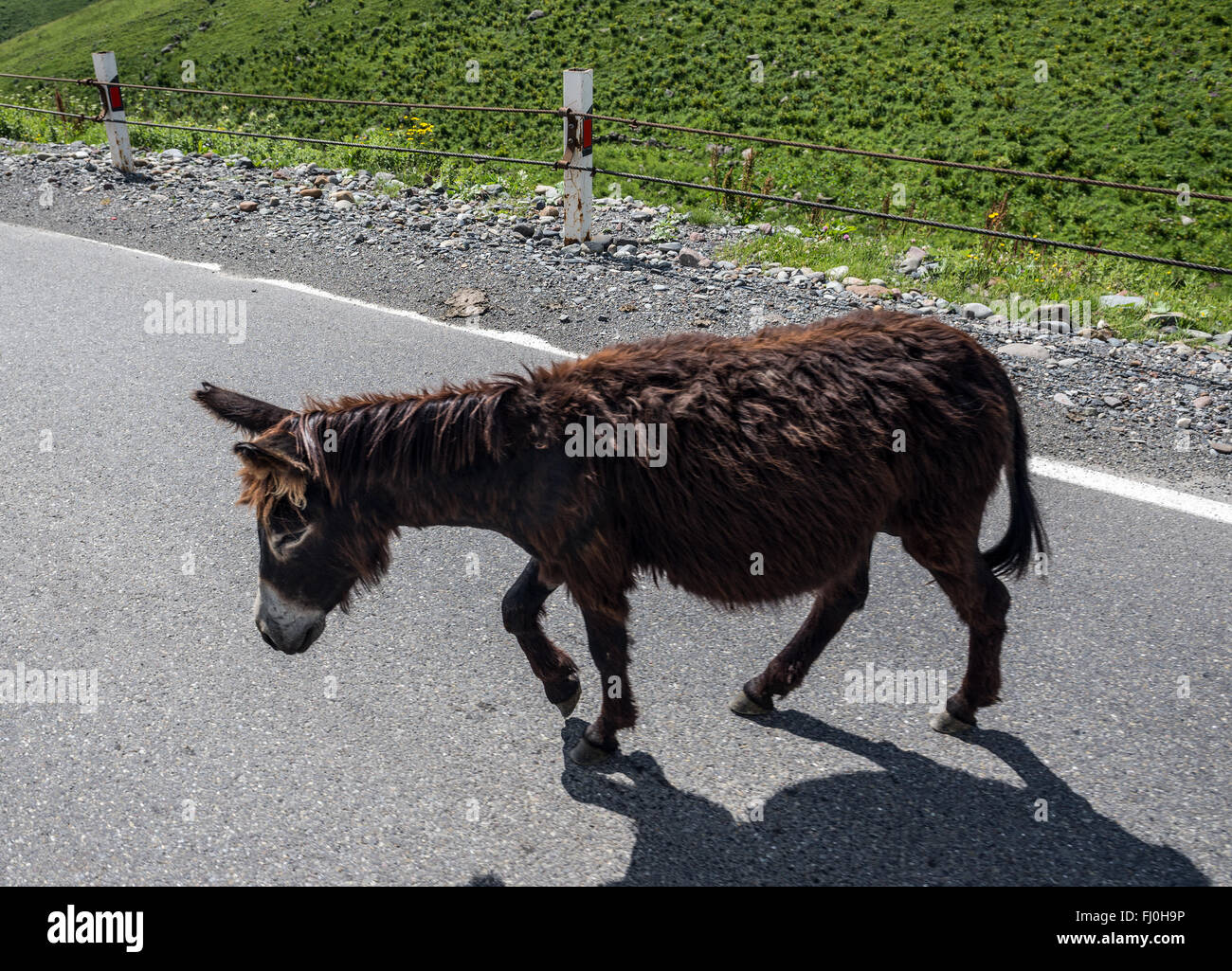 donkey on Georgian Military Road, historic route through Caucasus ...