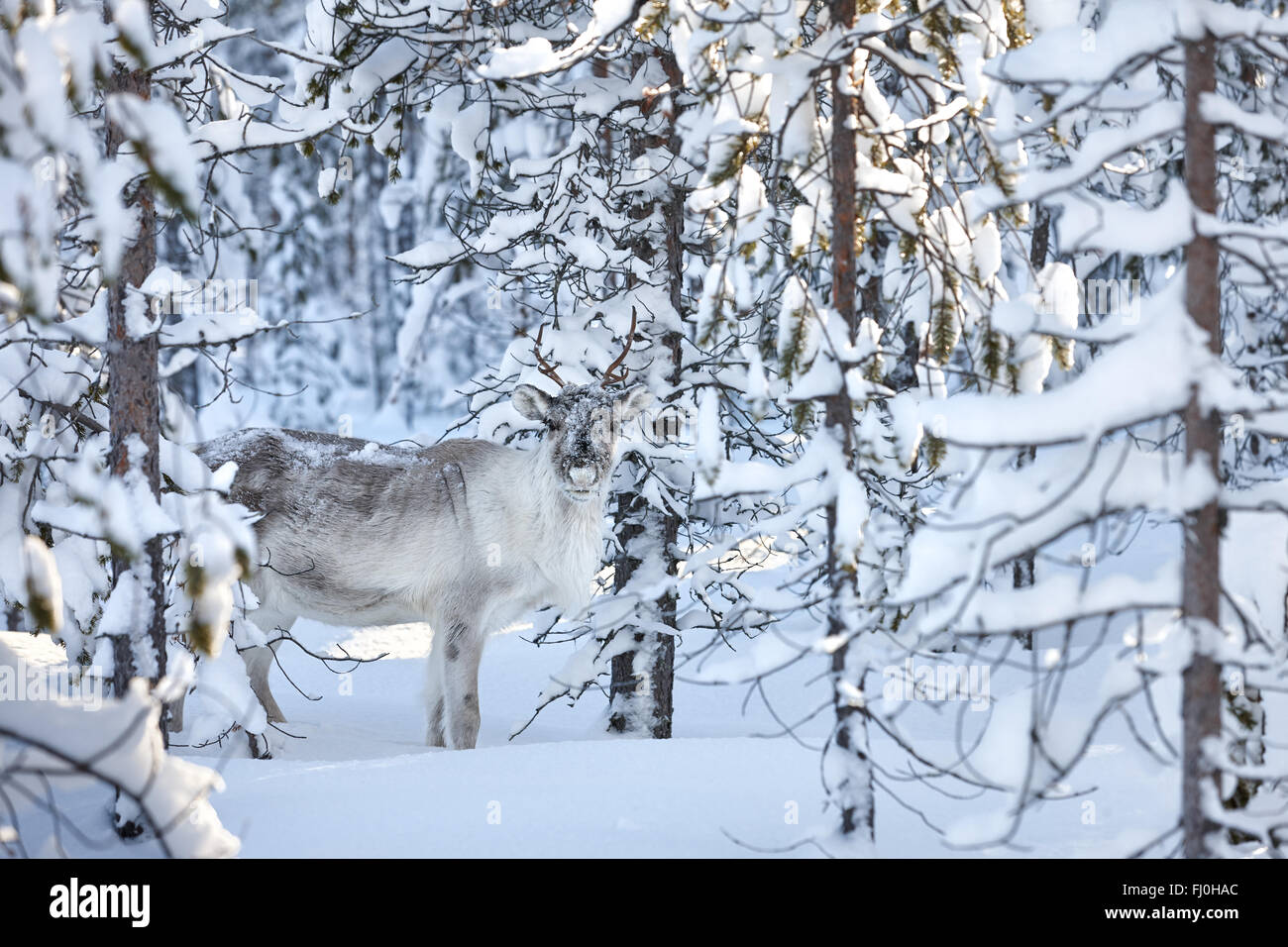 White christmas reindeer trees hi-res stock photography and images - Alamy