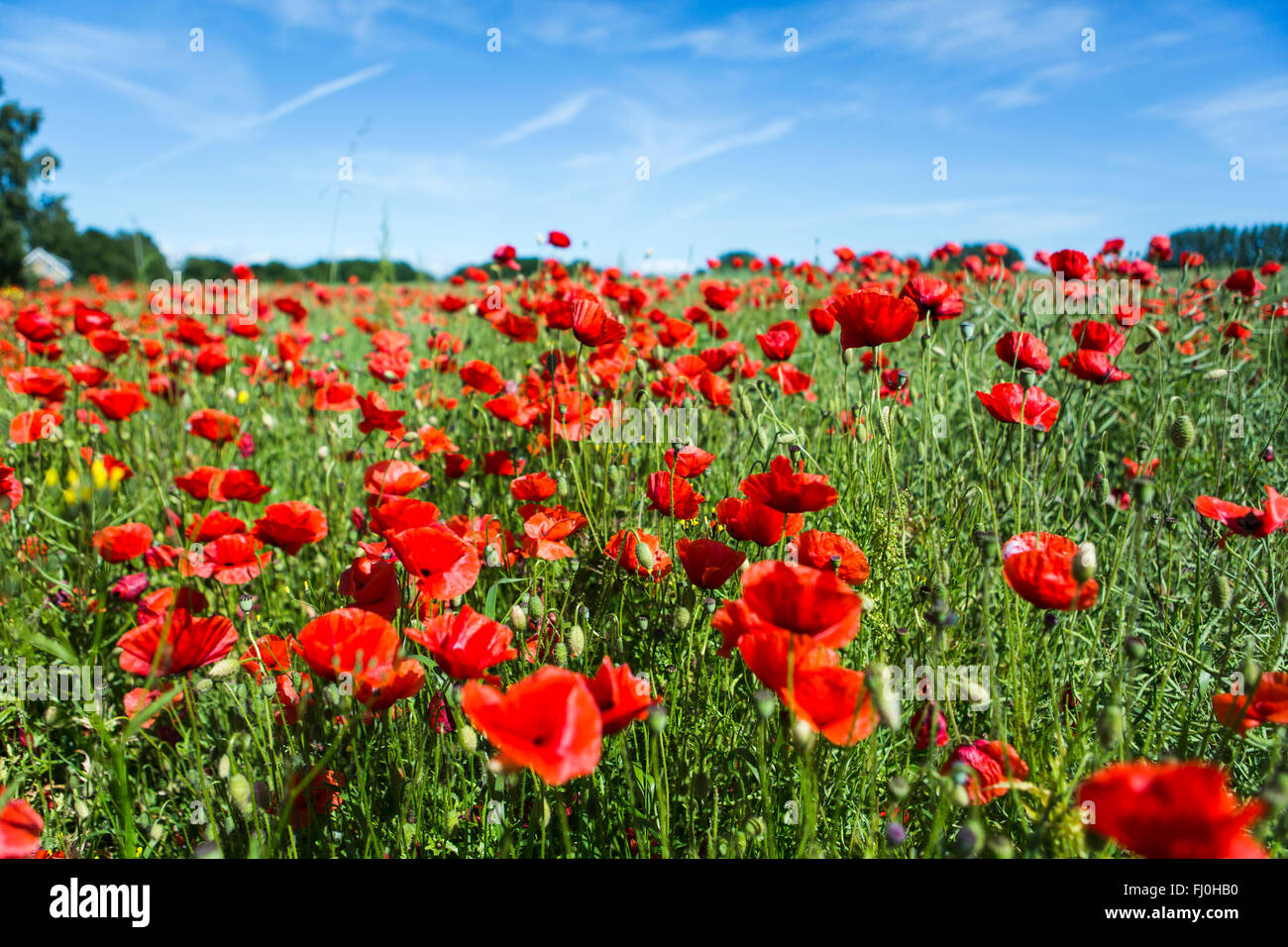 Poppy field hi-res stock photography and images - Alamy
