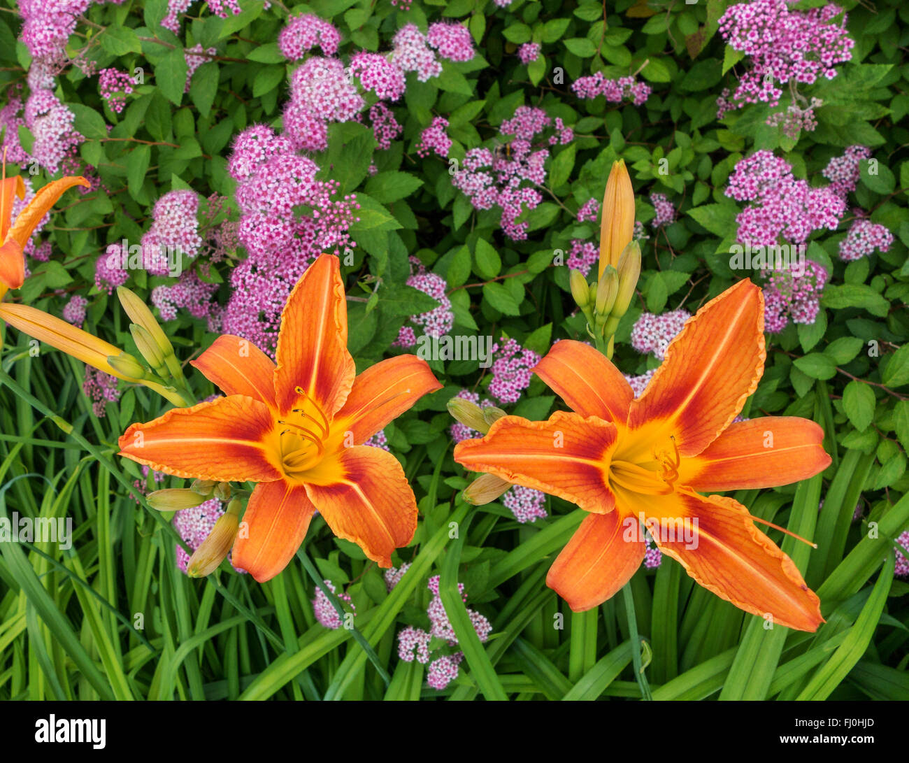 Orange daylily hi-res stock photography and images - Alamy