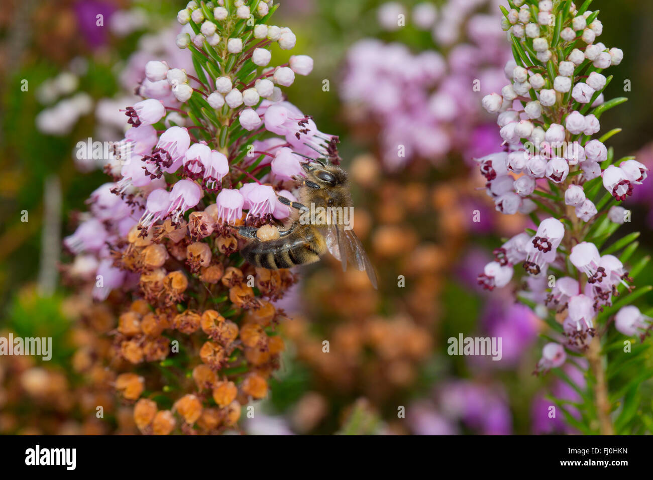 Cornish Heath; Erica vagans Honey Bee on Flower Cornwall; UK Stock ...