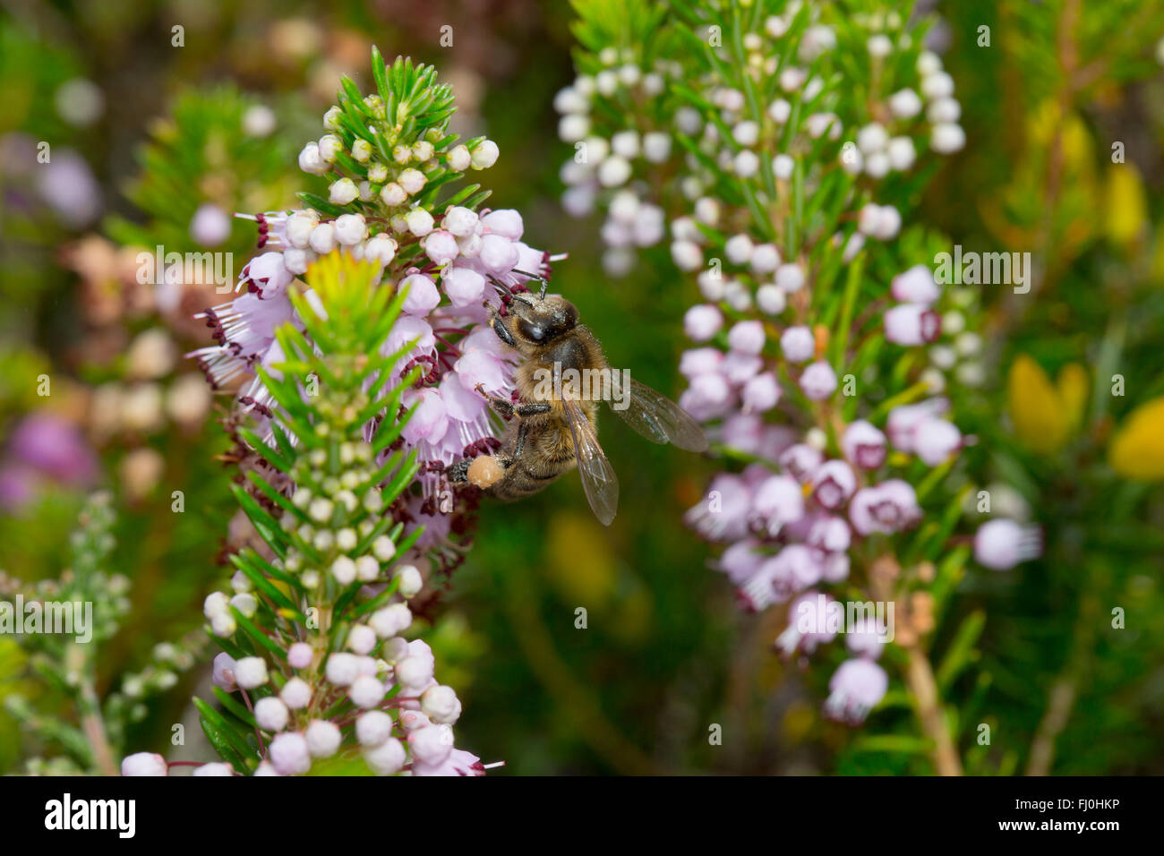 Cornish Heath; Erica vagans Honey Bee on Flower Cornwall; UK Stock ...