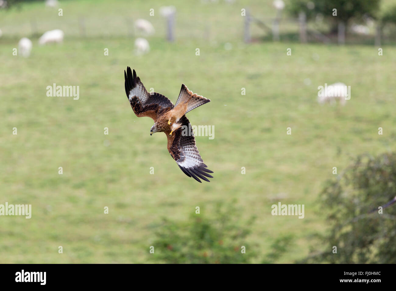 Red Kite; Milvus milvus Single in Flight; Swooping in to Food Wales; UK ...