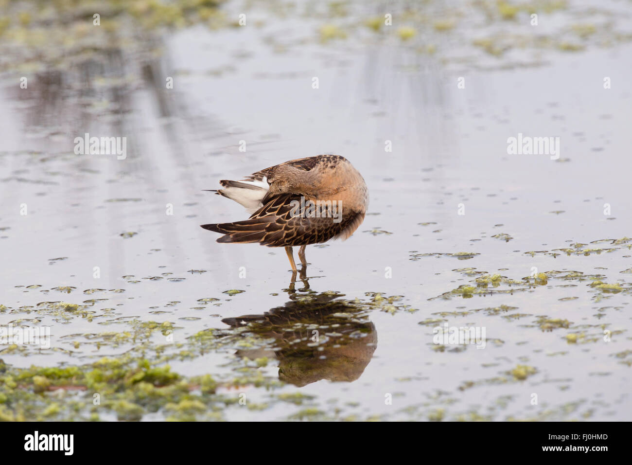 Ruff bird uk hi-res stock photography and images - Alamy