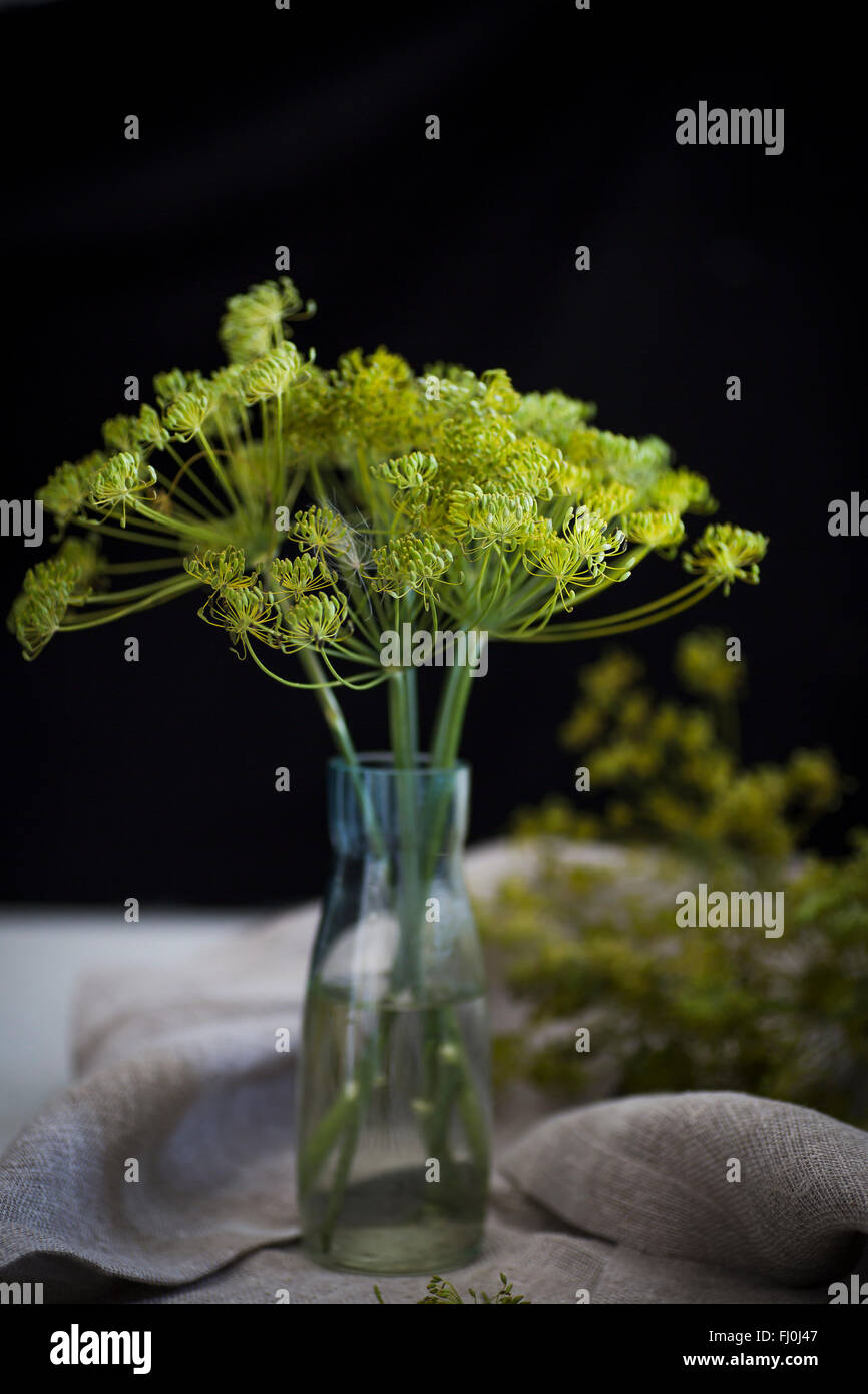 Dill flowers hi-res stock photography and images - Alamy