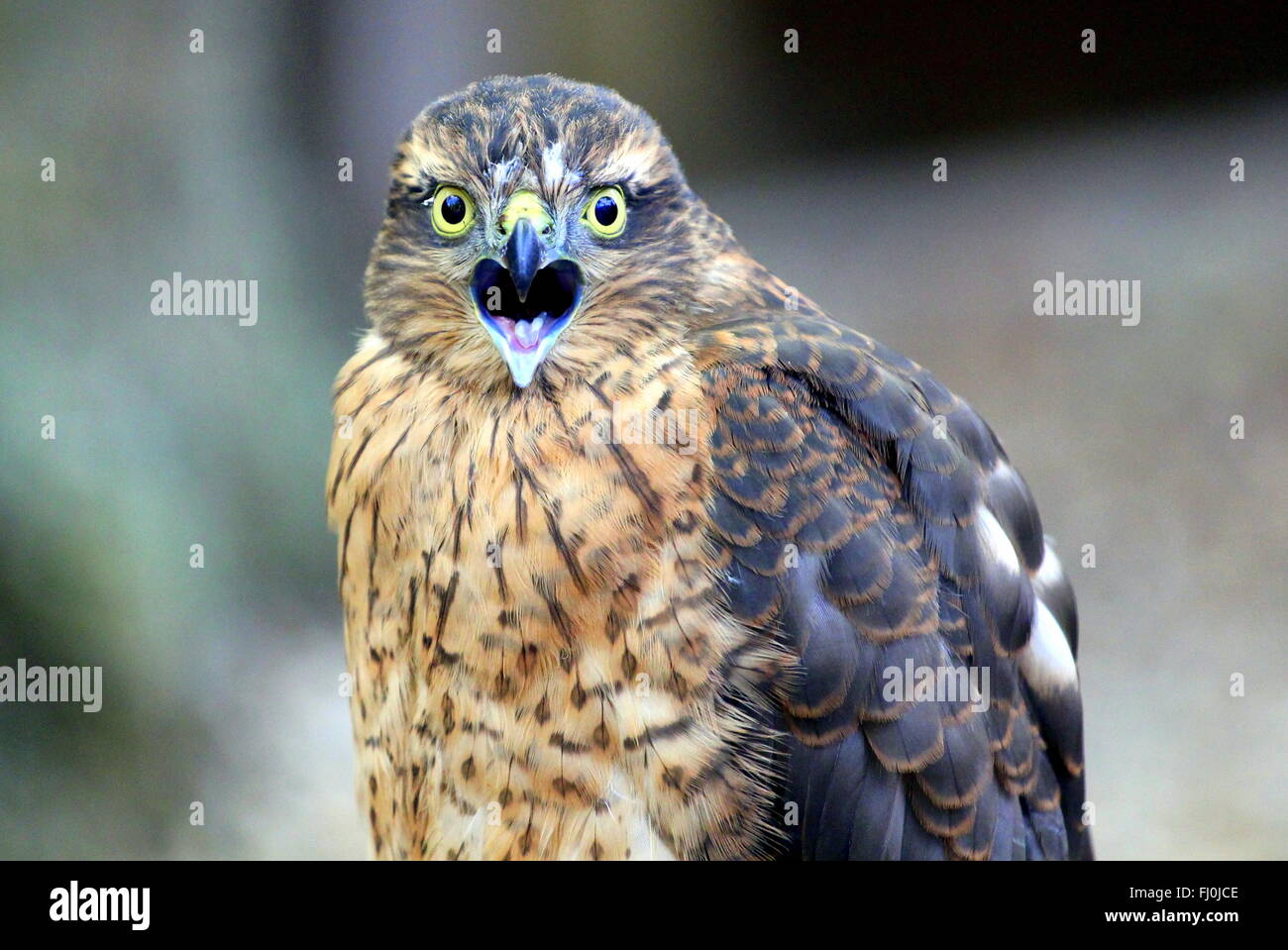 A hawk wirh it's beak open Stock Photo - Alamy