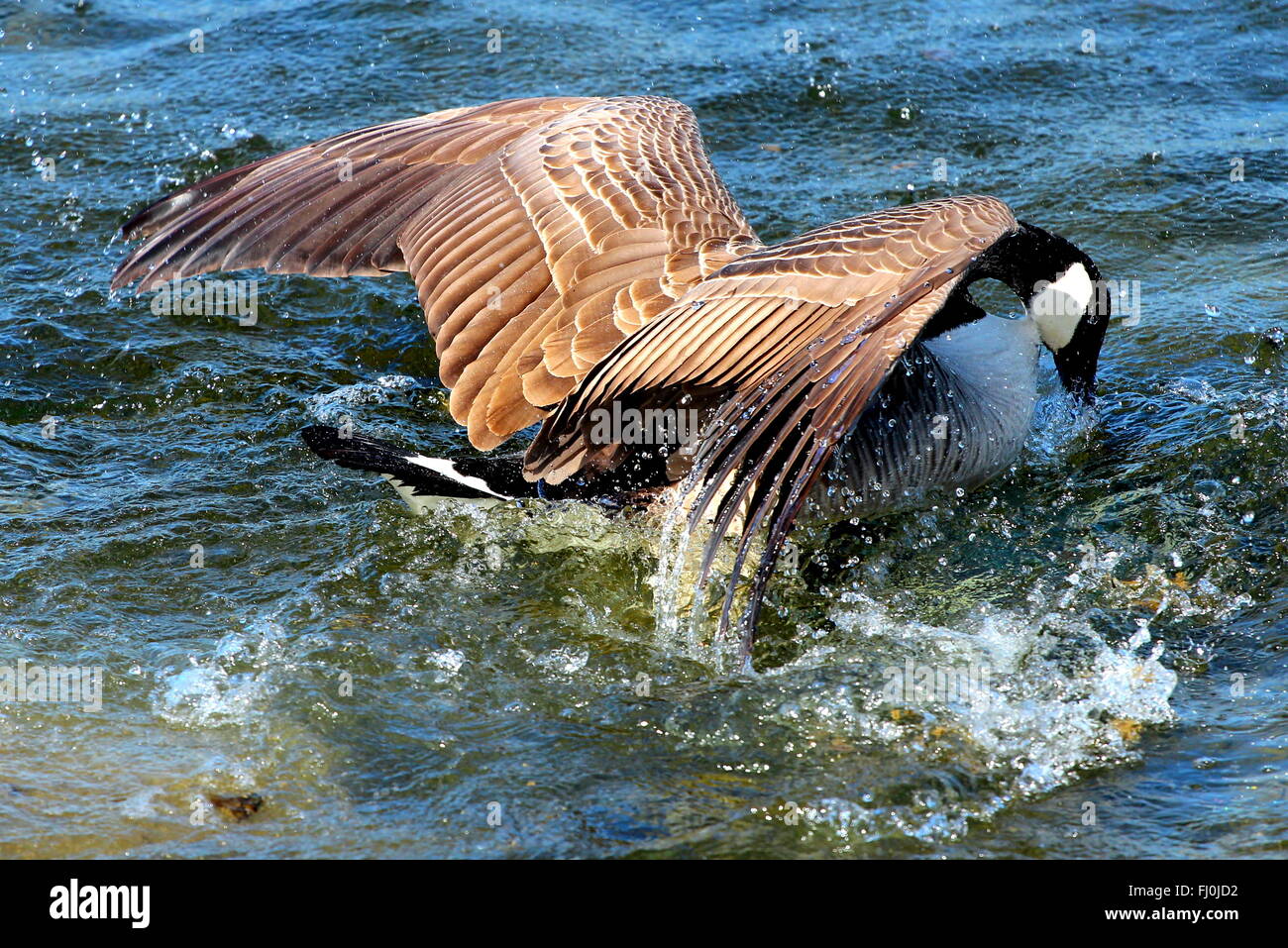 A Canada goose landing on the water Stock Photo - Alamy