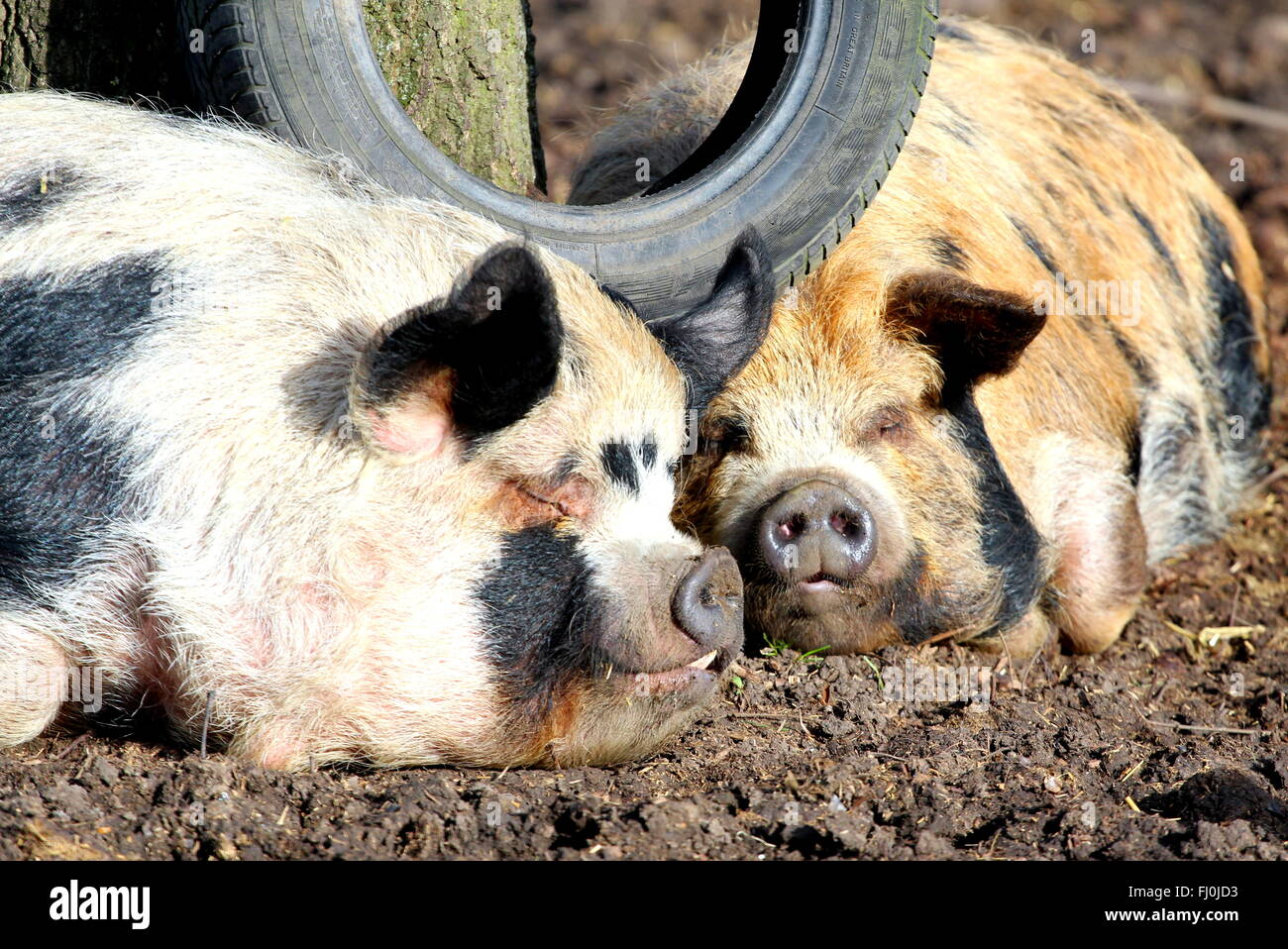 Kune kune pigs hi-res stock photography and images - Alamy