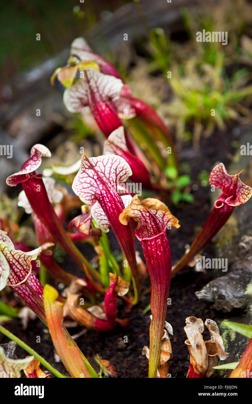Carnivorous plants in park hi-res stock photography and images - Alamy