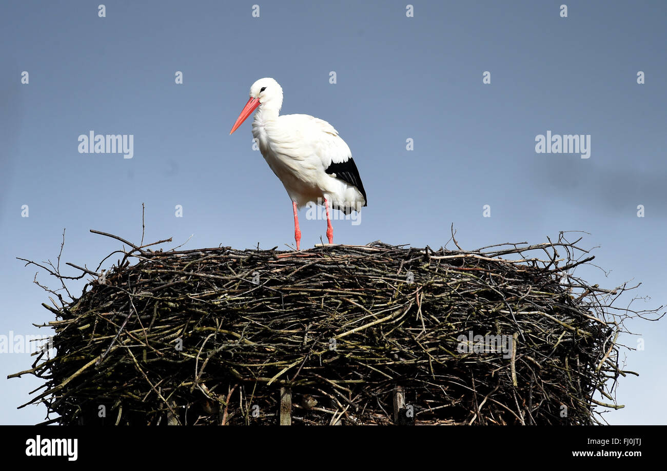 Leiferde, Germany. 23rd Feb, 2016. Fridolin the stork standing in his ...