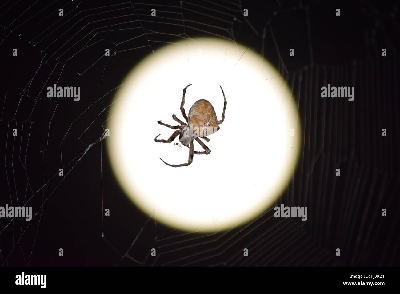 Black spider torn web scary hi-res stock photography and images - Alamy