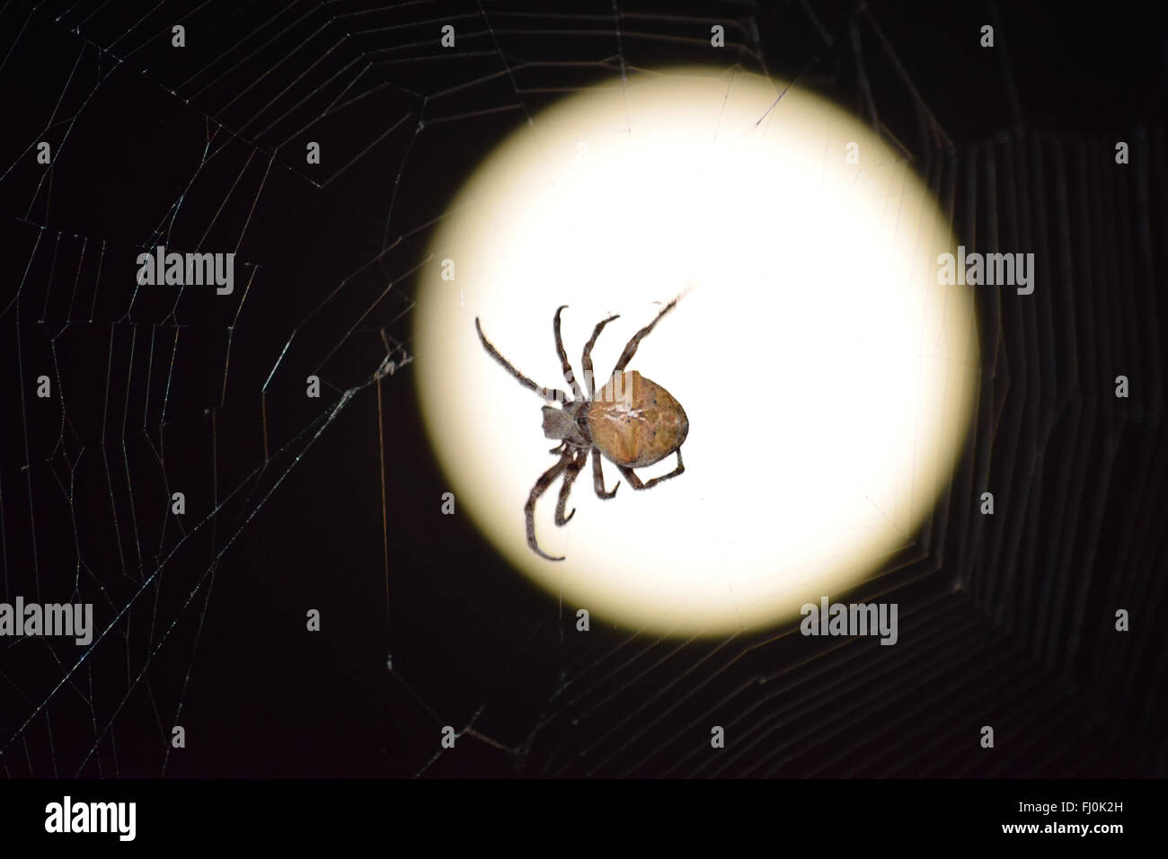Araneus Spider on the background of the moon. Night spider on its web ...