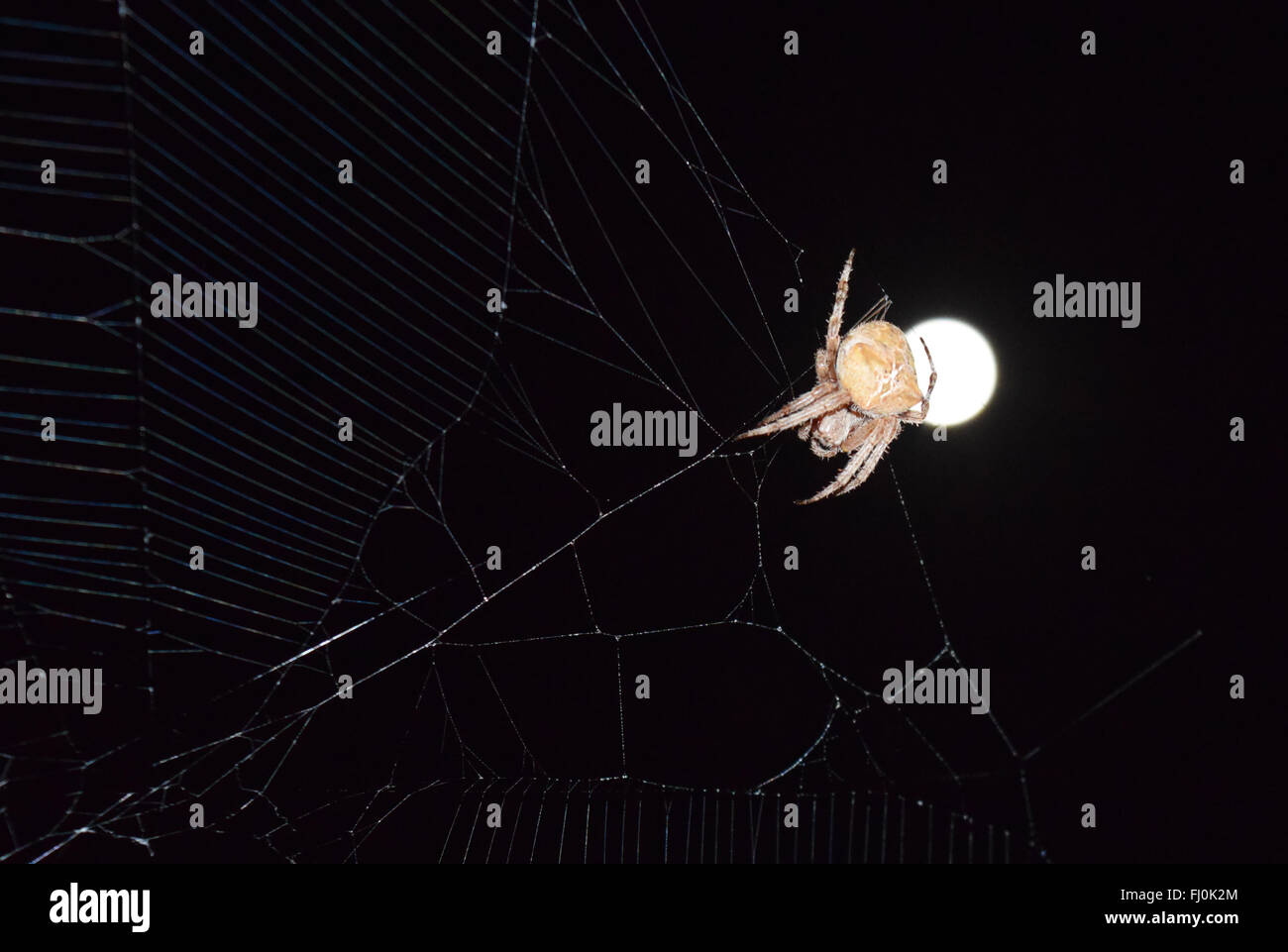 Araneus Spider on the background of the moon. Night spider on its web ...