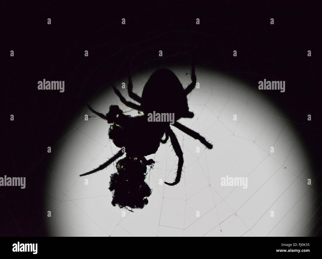 Araneus Spider on the background of the moon. Night spider on its web ...